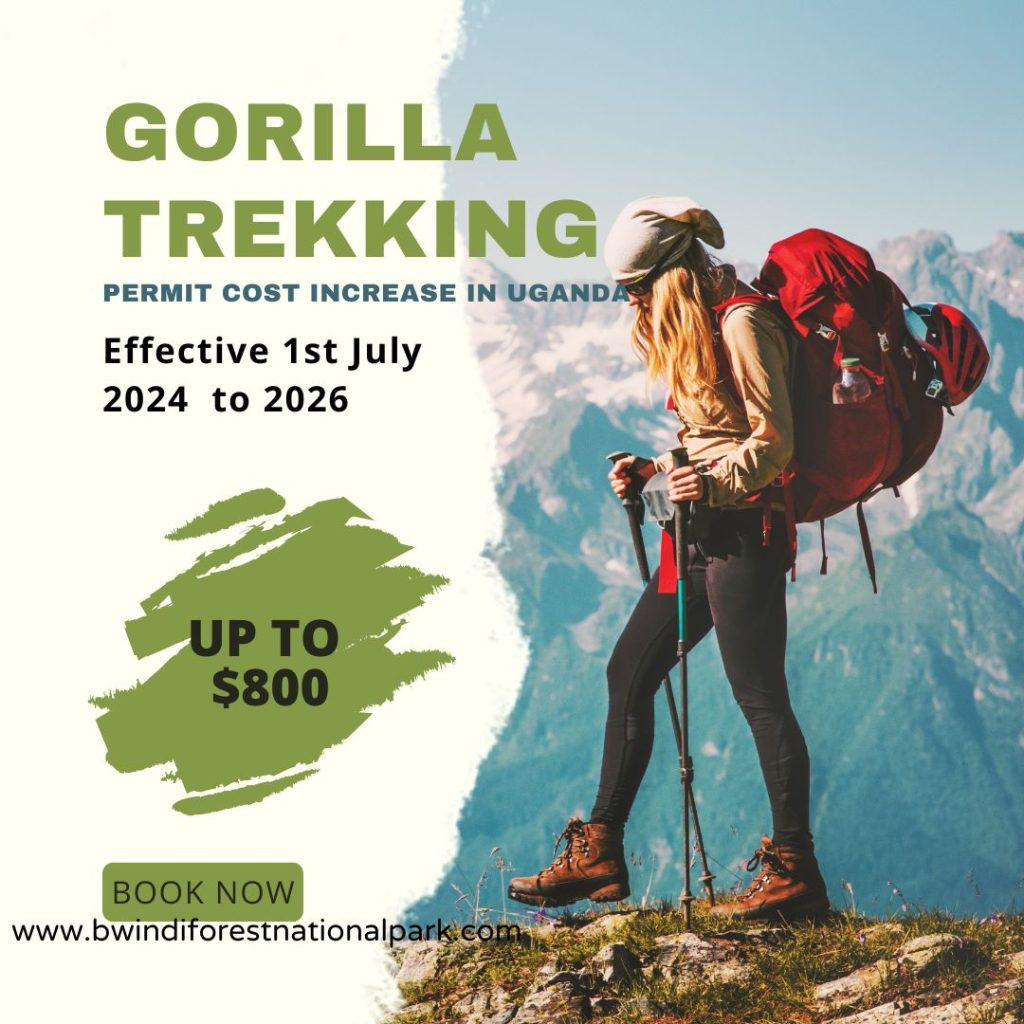 UWA Announces Gorilla Trekking Permit Fee Increase ( $800)