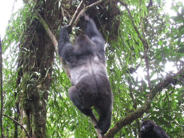 How Do Gorillas Mate? Gorilla Breeding Guide